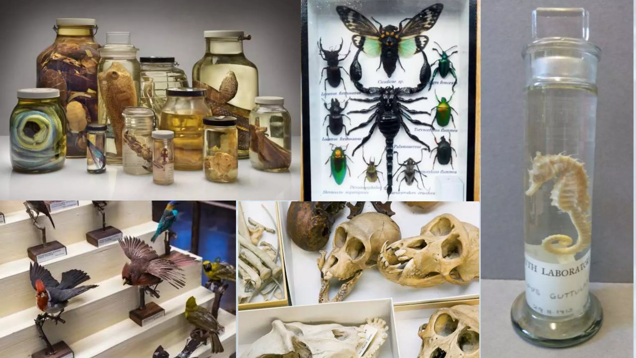 Class 11 Chapter 1 The Living World | PPTX