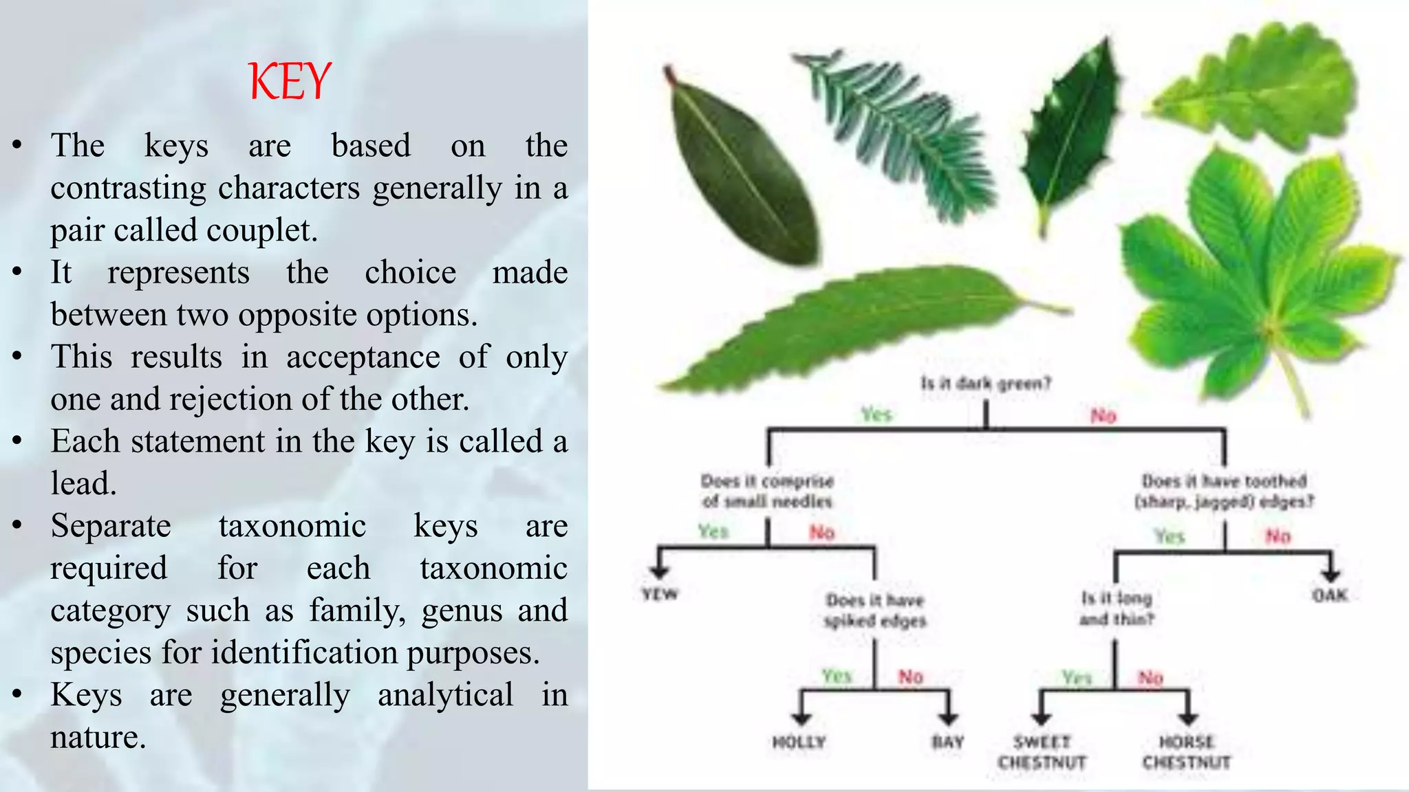 Class 11 Chapter 1 The Living World | PPTX