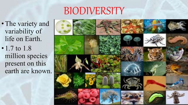 Class 11 Chapter 1 The Living World | PPTX | Biological Sciences | Science