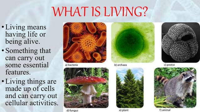 Class 11 Chapter 1 The Living World | PPTX | Biological Sciences | Science