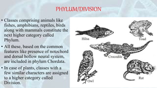 Class 11 Chapter 1 The Living World | PPTX