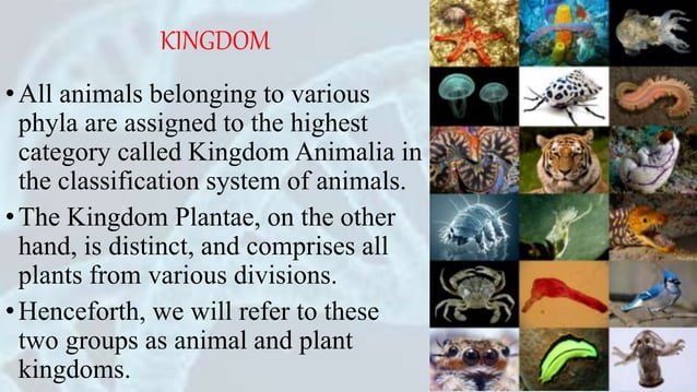 Class 11 Chapter 1 The Living World | PPTX | Biological Sciences | Science