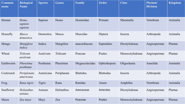 Class 11 Chapter 1 The Living World | PPTX | Biological Sciences | Science