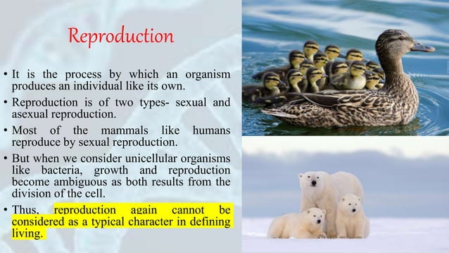 Class 11 Chapter 1 The Living World | PPTX | Biological Sciences | Science