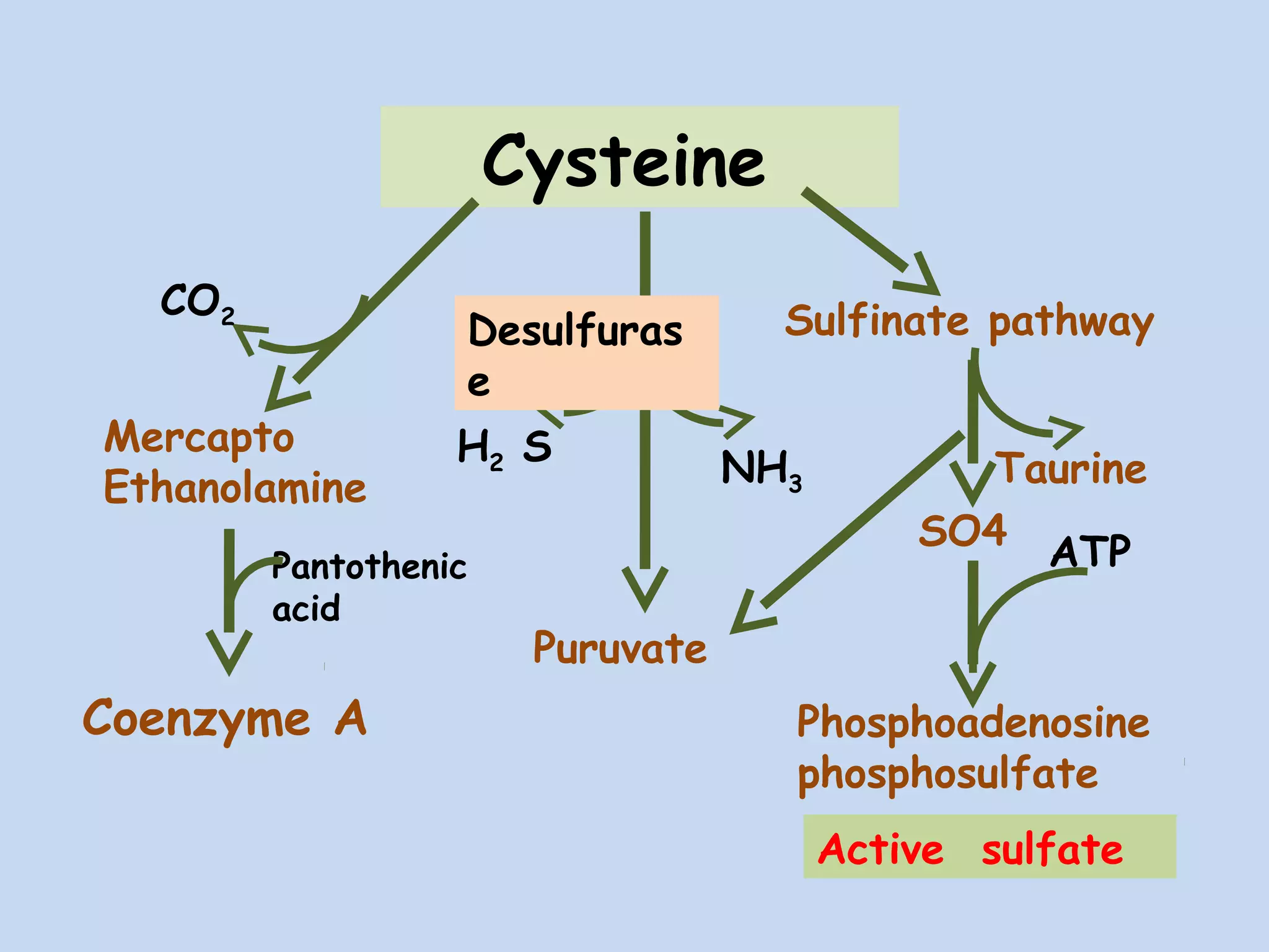Sulphur containing amino acids metabolism | PPT