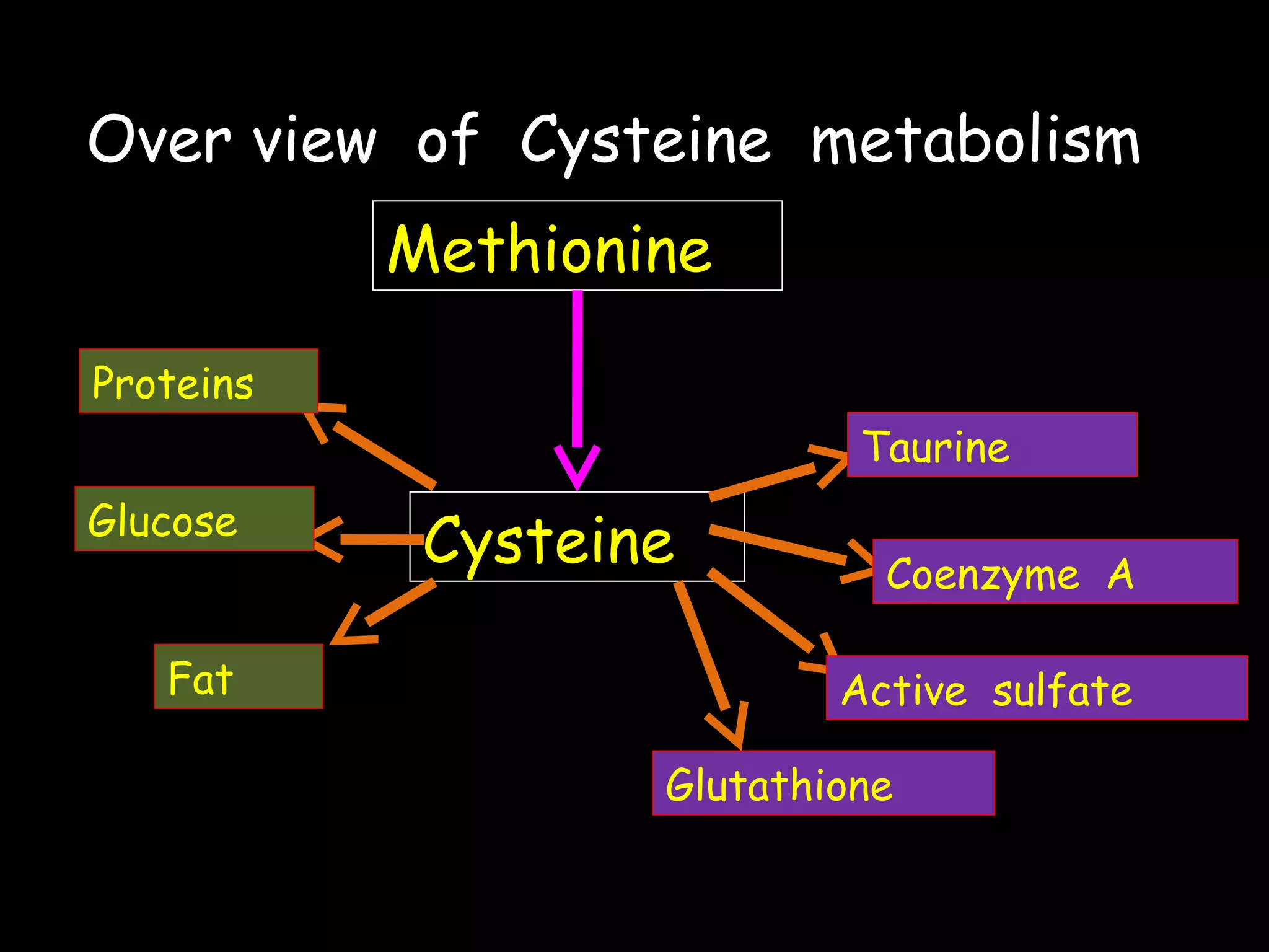 Sulphur containing amino acids metabolism | PPT