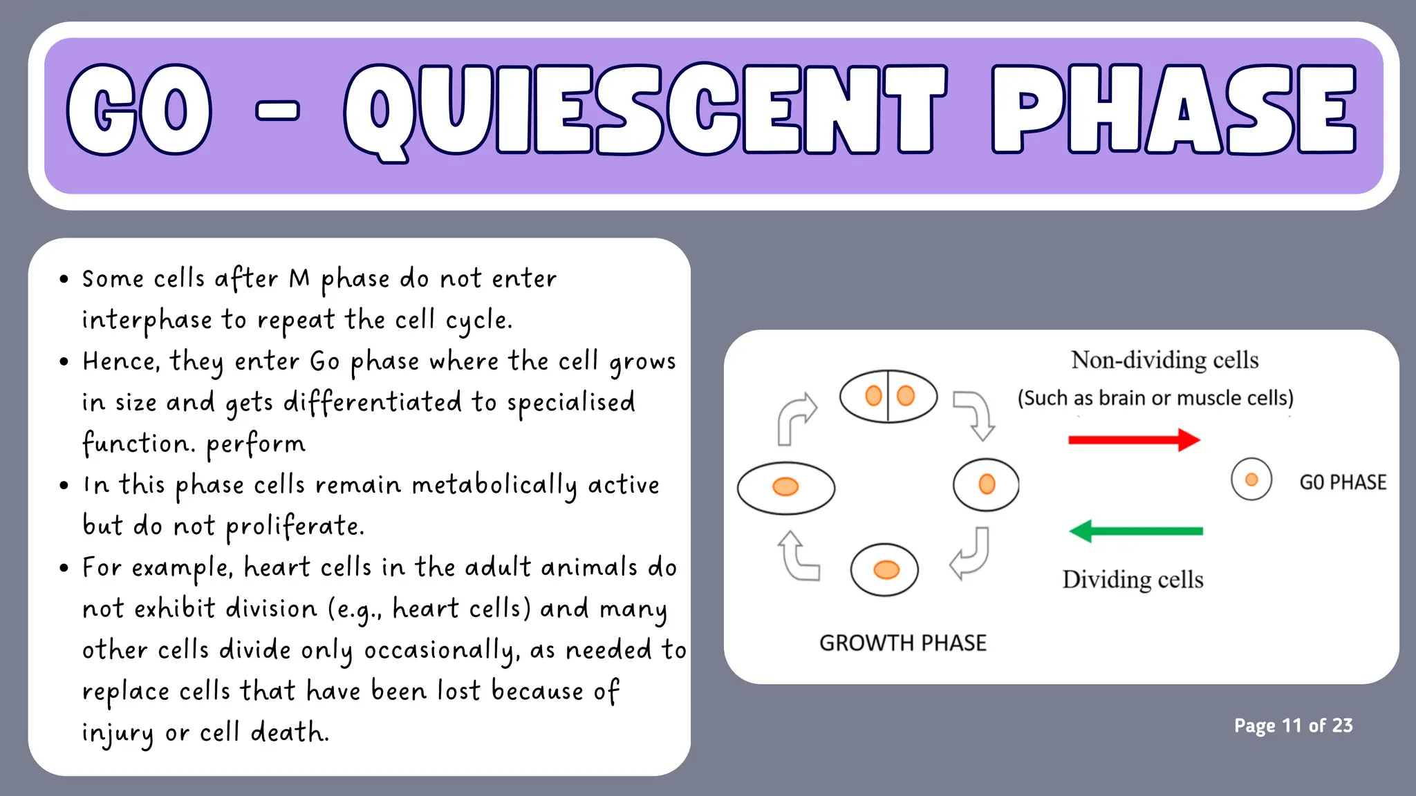 Class 11th Ncert Cbse Neet BIOLOGY CELL CYCLE AND CELL DIVISION.pdf