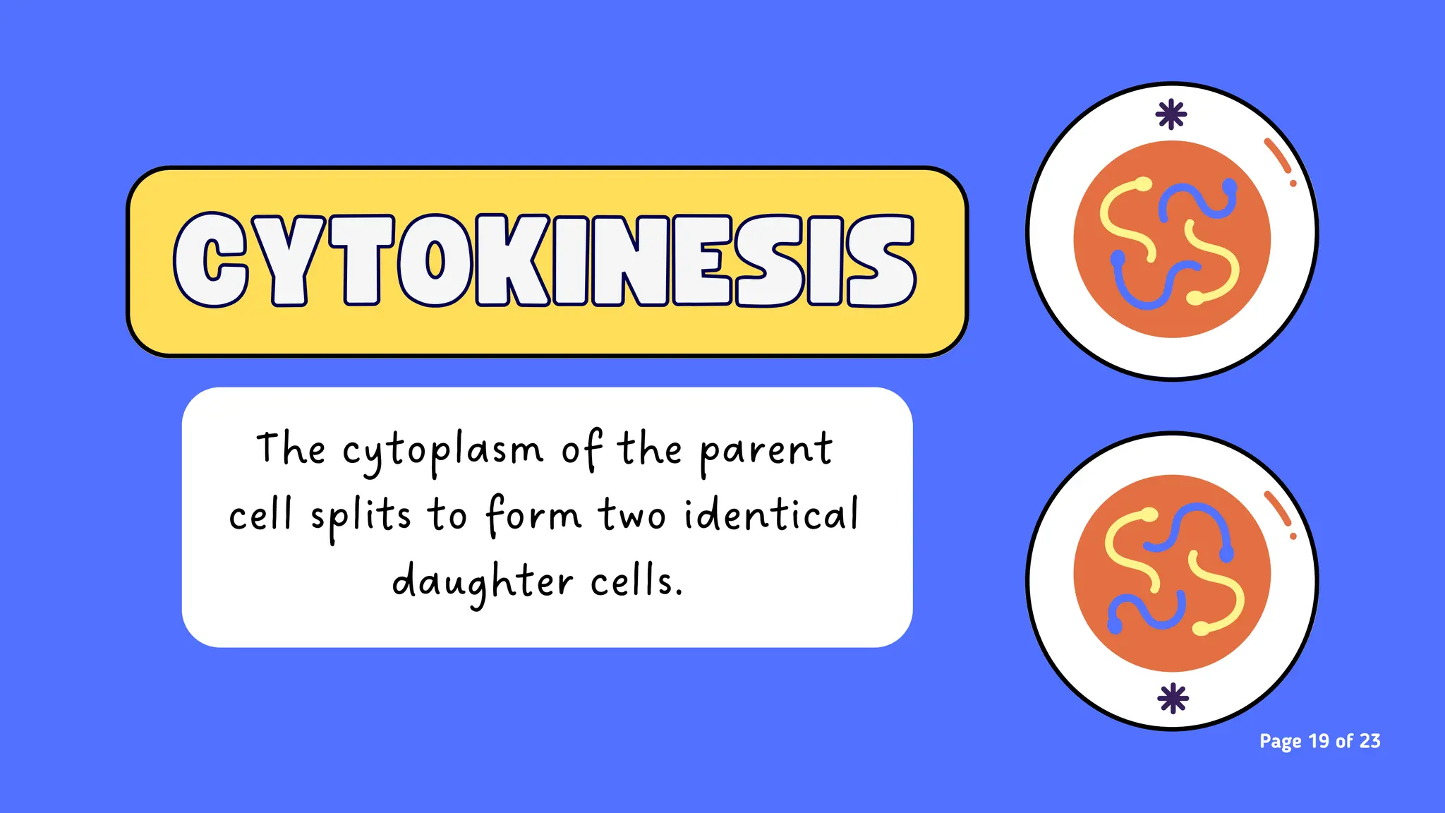 Class 11th Ncert Cbse Neet BIOLOGY CELL CYCLE AND CELL DIVISION.pdf