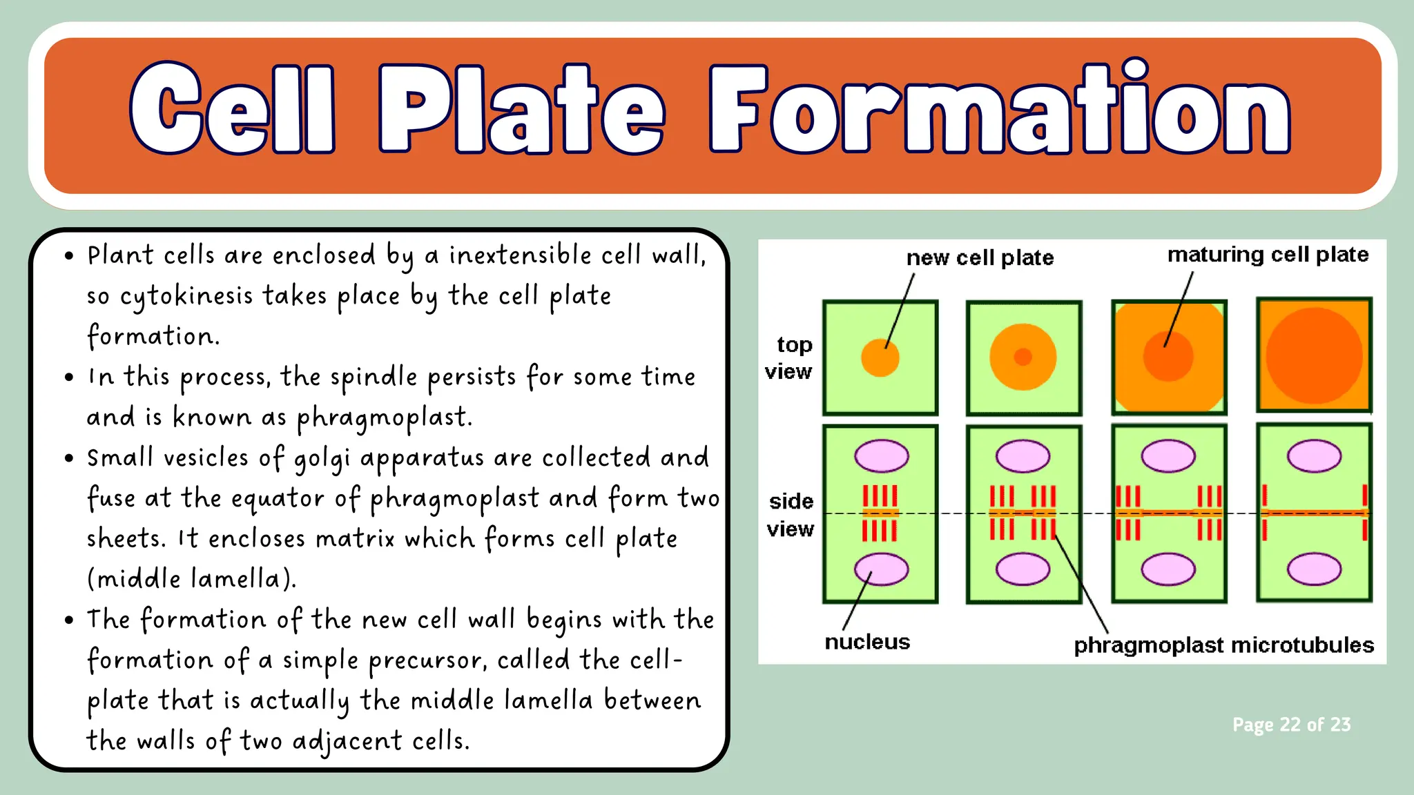 Class 11th Ncert Cbse Neet BIOLOGY CELL CYCLE AND CELL DIVISION.pdf