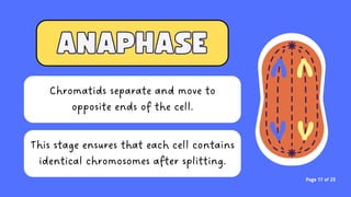 Class 11th Ncert Cbse Neet BIOLOGY CELL CYCLE AND CELL DIVISION.pdf