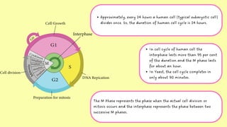 Class 11th Ncert Cbse Neet BIOLOGY CELL CYCLE AND CELL DIVISION.pdf