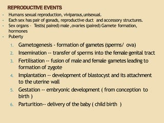 Class 12 biology human reproductive ... | PPTX