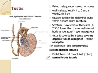 Class 12 biology human reproductive ... | PPTX