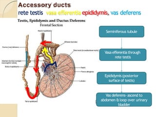 Class 12 biology human reproductive ... | PPTX