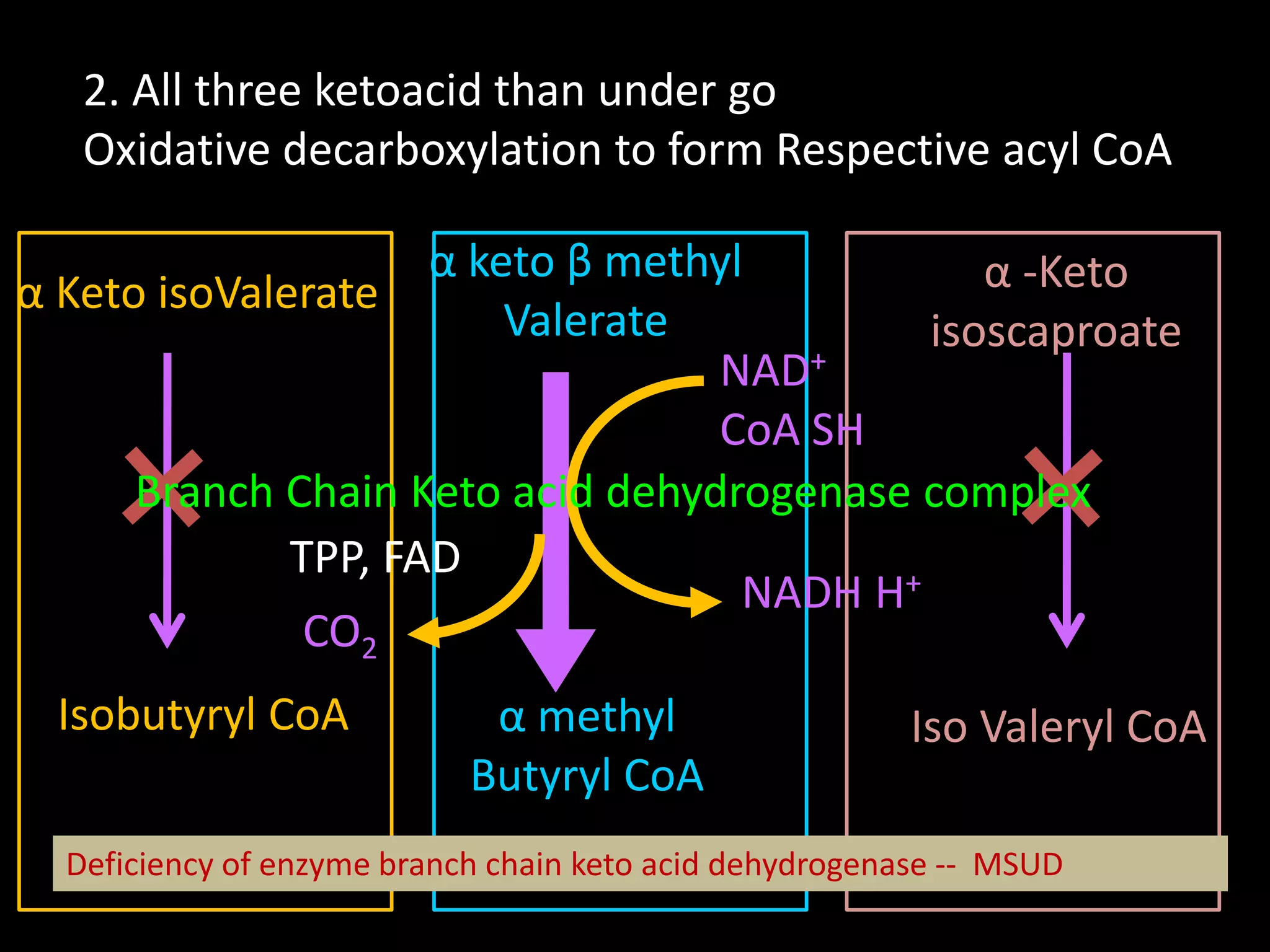 Branch chain Amino Acid Metabolism | PPTX