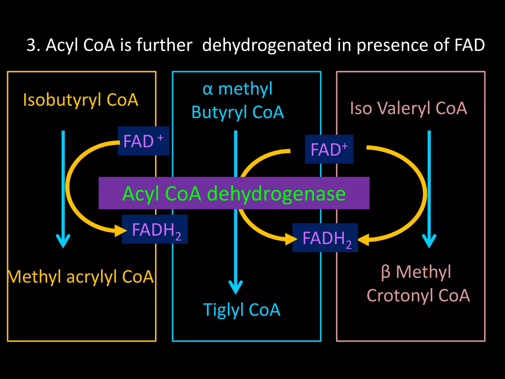 Branch chain Amino Acid Metabolism | PPTX