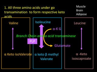 Branch chain Amino Acid Metabolism | PPTX