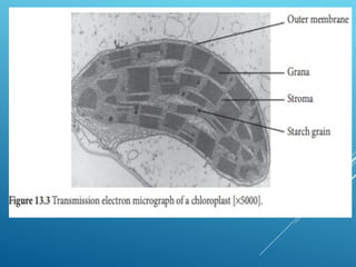 class 1 2 chloroplast structure and function and light dependent ...