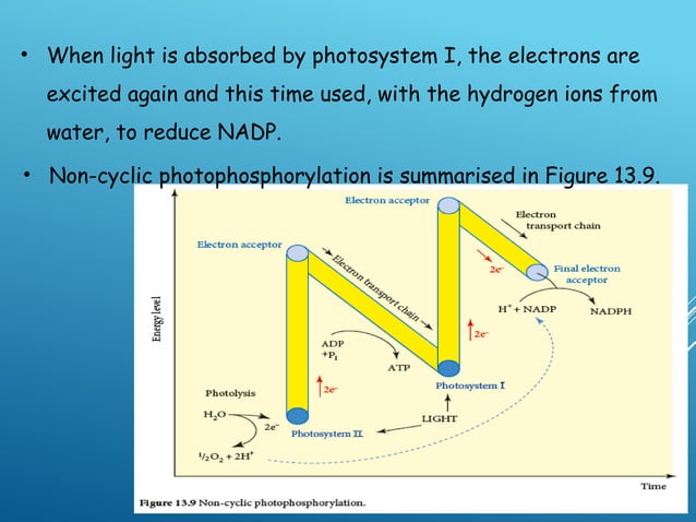 class 1 2 chloroplast structure and function and light dependent ...