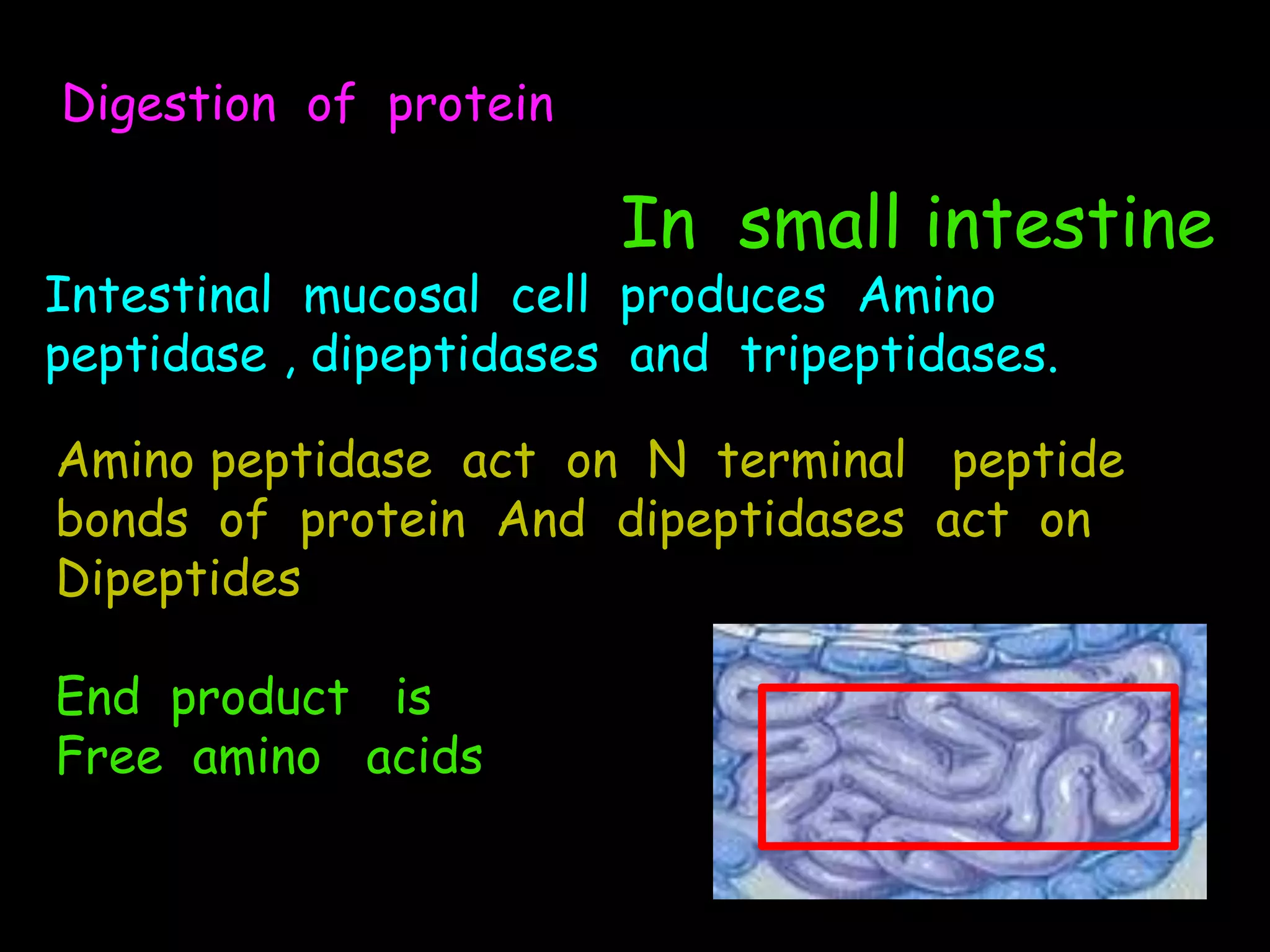 Digestion protein, absorption amino acid and amino acid pool | PPTX
