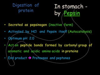 Digestion protein, absorption amino acid and amino acid pool | PPTX
