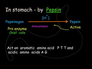 Digestion protein, absorption amino acid and amino acid pool | PPTX