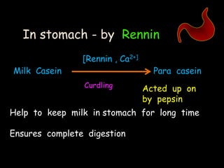 Digestion protein, absorption amino acid and amino acid pool | PPTX