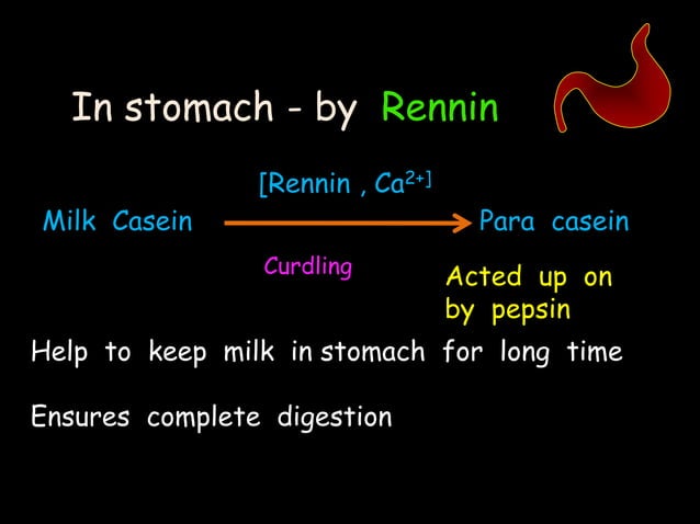 Digestion protein, absorption amino acid and amino acid pool | PPT