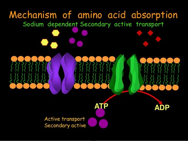 Digestion protein, absorption amino acid and amino acid pool