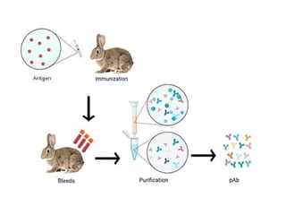 class 18 unit4Production and application of monoclonal and polyclonal ...