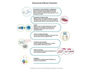 class 18 unit4Production and application of monoclonal and polyclonal antibodies.pptx