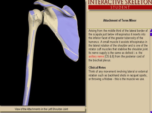 Class 1 Ap1 Muscles | PPT
