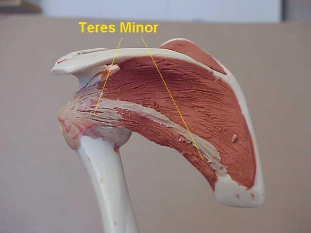 Class 1 Ap1 Muscles | PPT