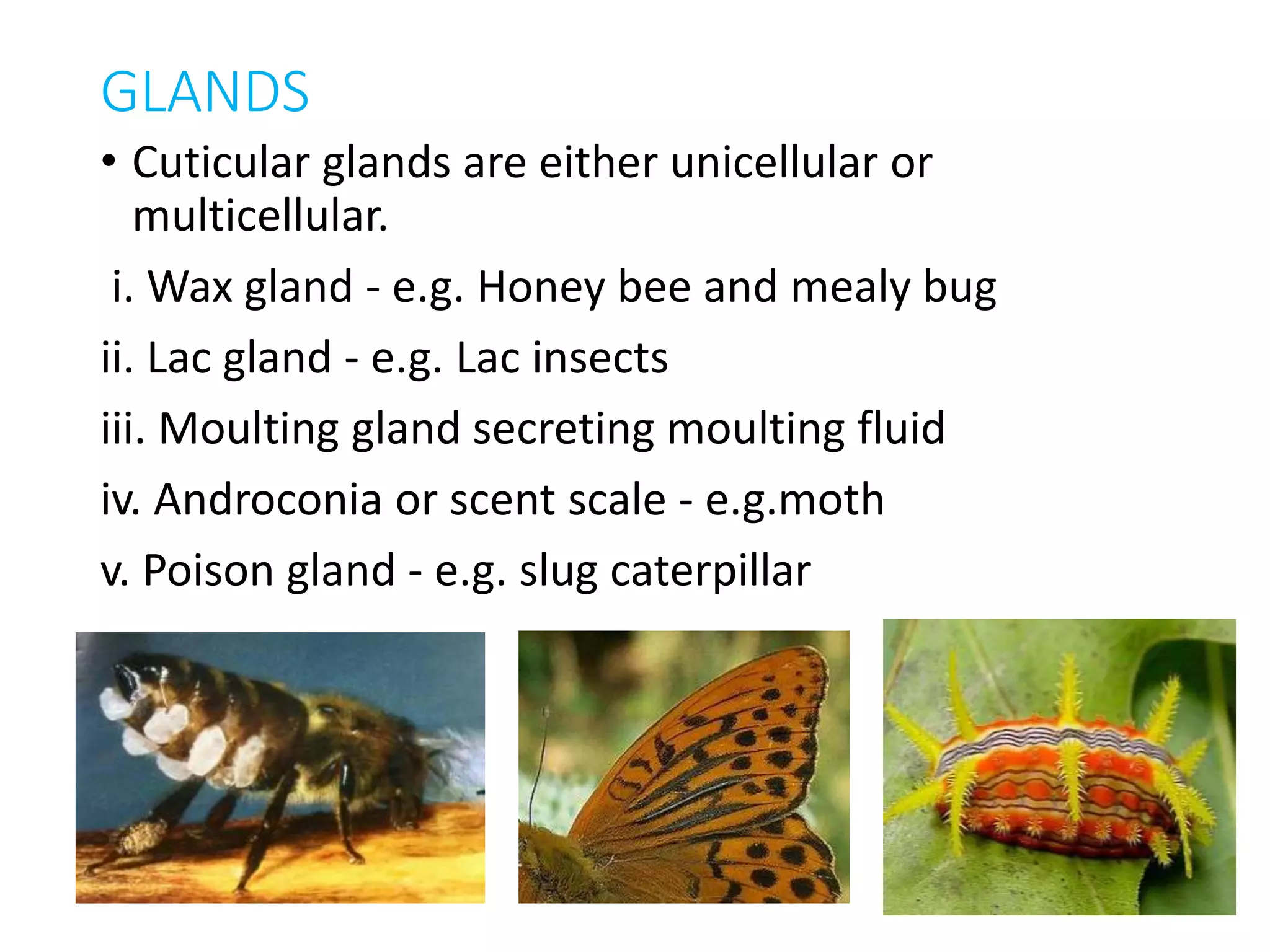 Structure of integument its function, moulting.pptx