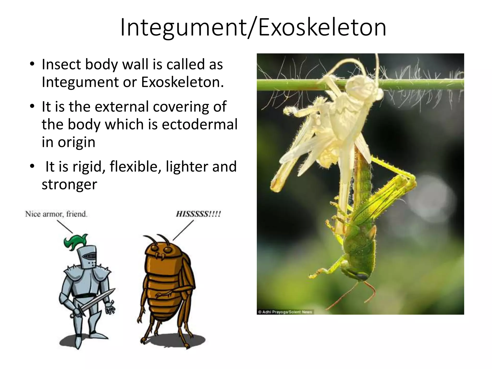 Structure of integument its function, moulting.pptx