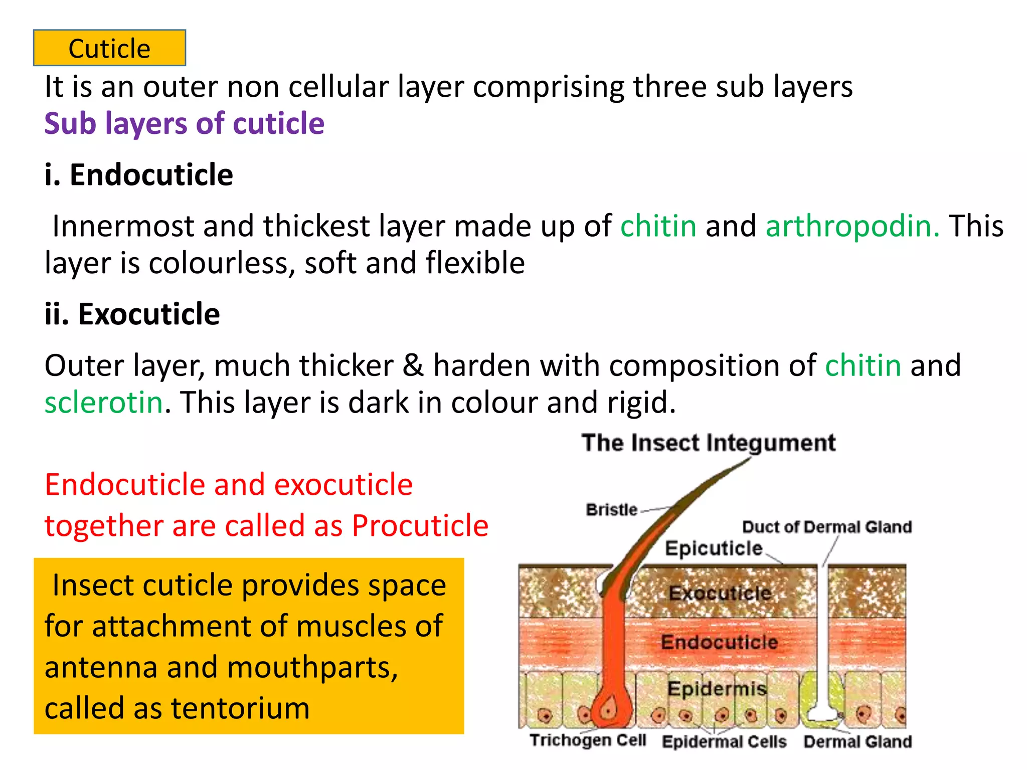 Structure of integument its function, moulting.pptx | Chemistry | Science