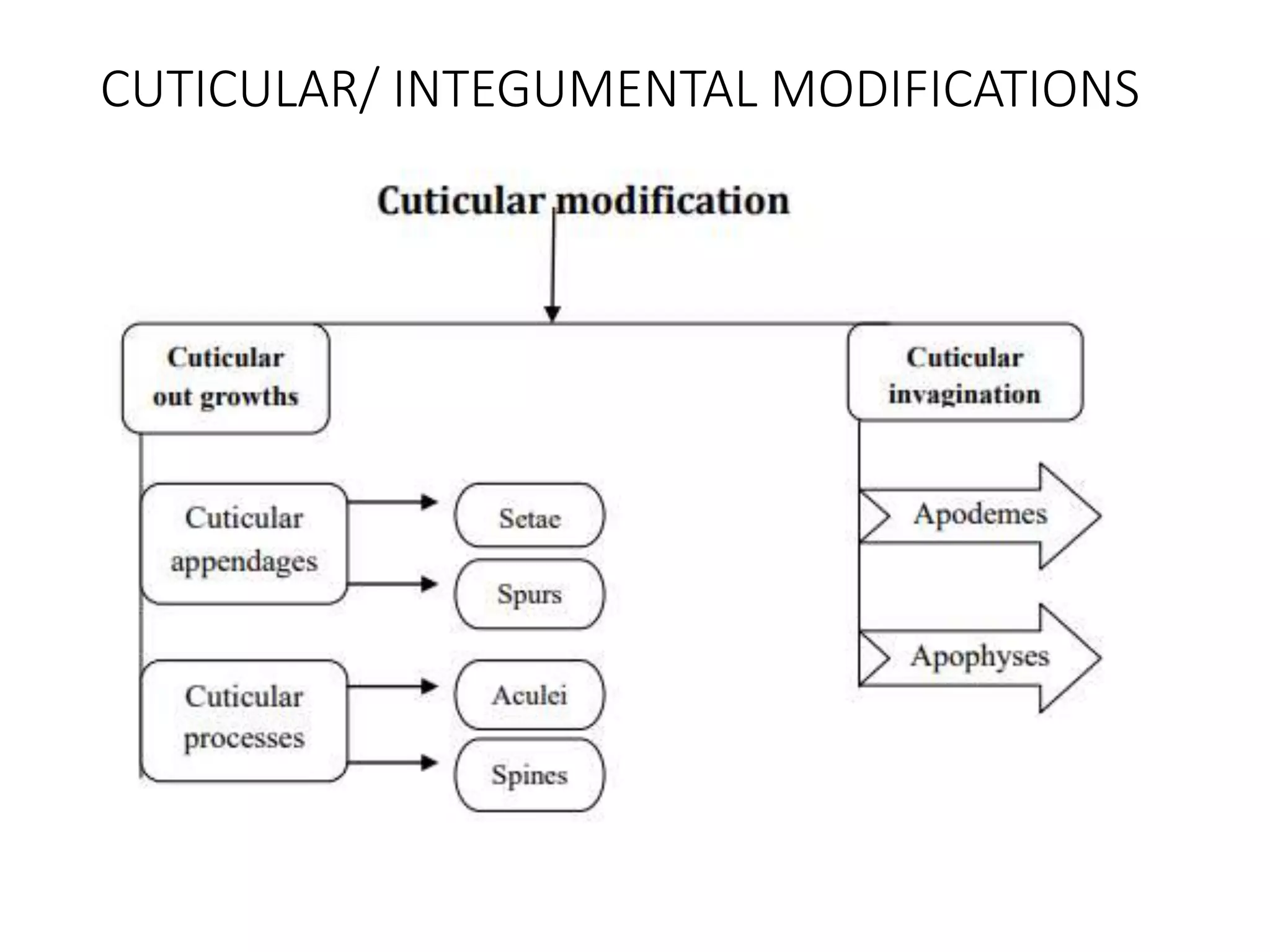 Structure of integument its function, moulting.pptx