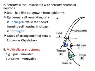 Structure of integument its function, moulting.pptx