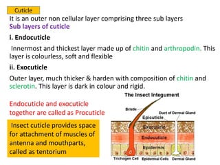 Structure of integument its function, moulting.pptx