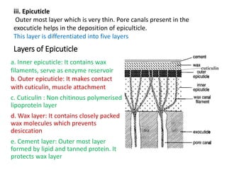 Structure of integument its function, moulting.pptx