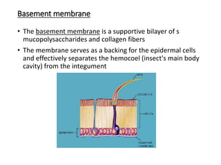 Structure of integument its function, moulting.pptx