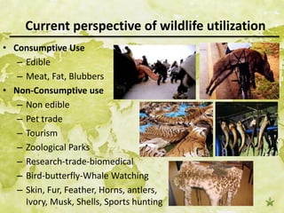 Class 2. Wildlife Poaching ppt.pptx | Zoos & Aquariums | Attractions