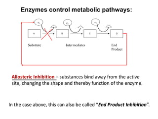 Enzymes and proteins_structure and functions.pdf