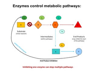 Enzymes and proteins_structure and functions.pdf