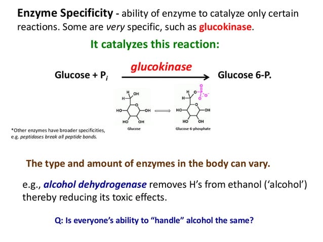 Enzymes and proteins_structure and functions.pdf