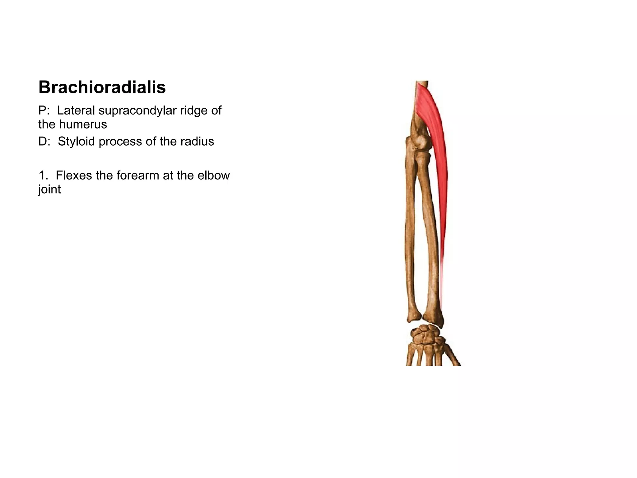 Class 2 Ap1 Muscles | PPT