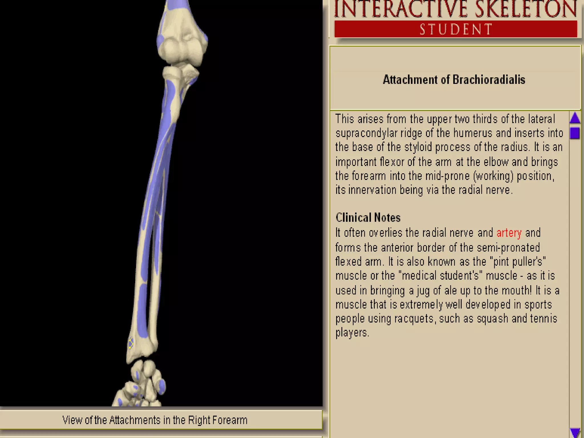 Class 2 Ap1 Muscles | PPT