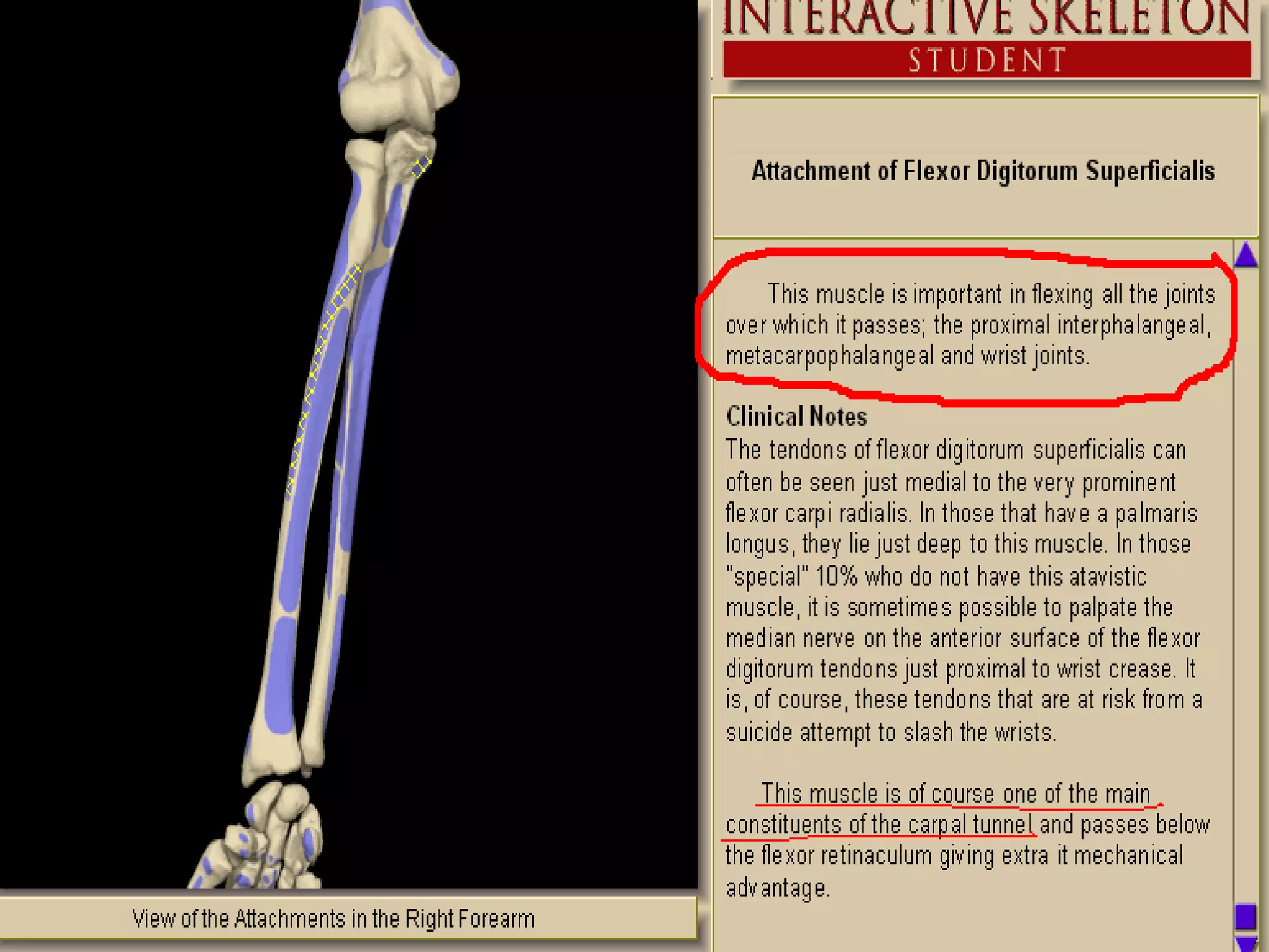 Class 2 Ap1 Muscles | PPT
