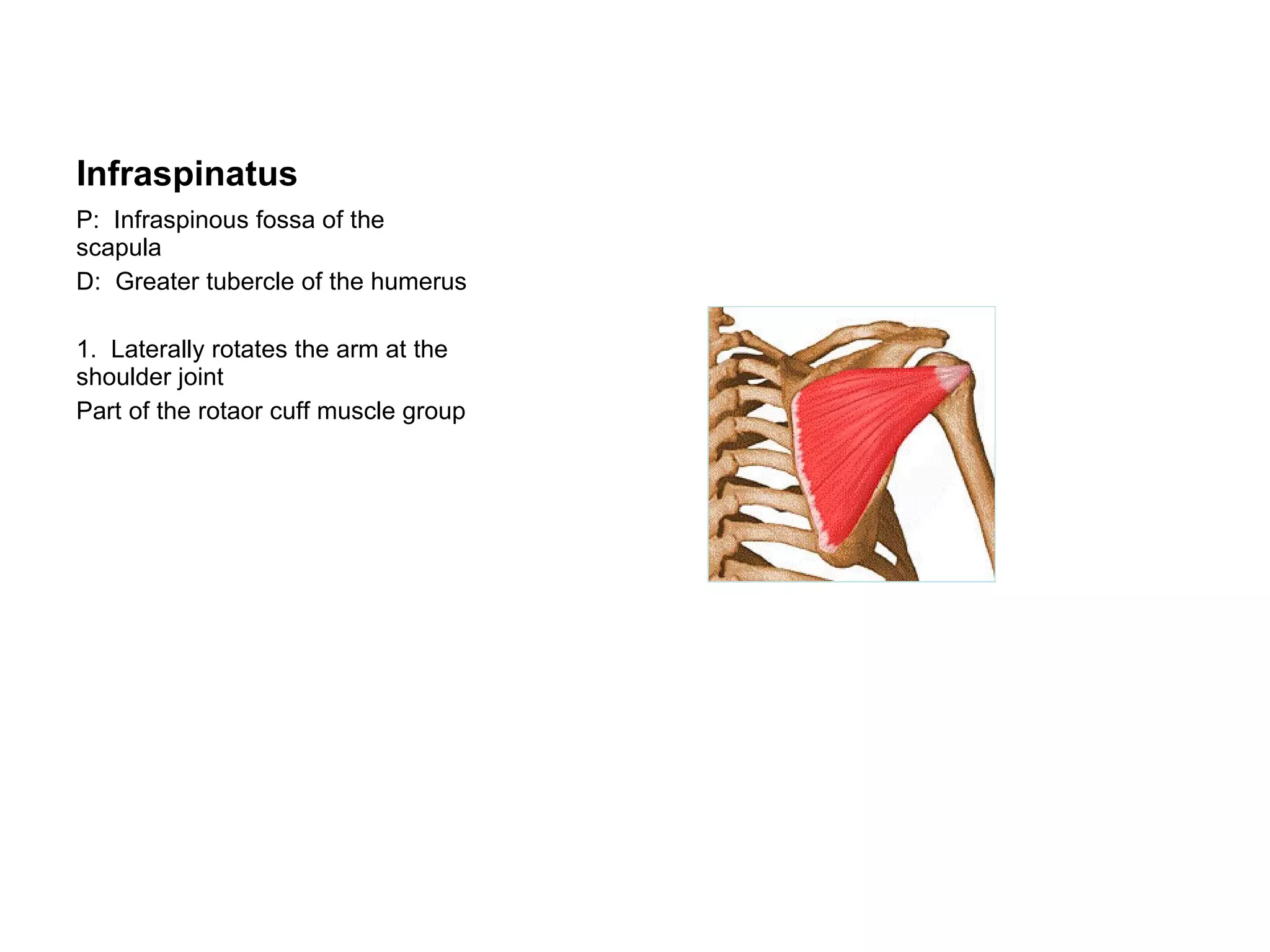 Class 2 Ap1 Muscles | PPT