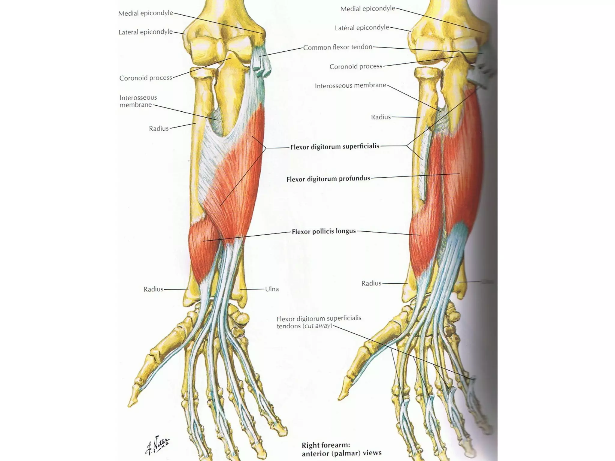 Class 2 Ap1 Muscles | PPT